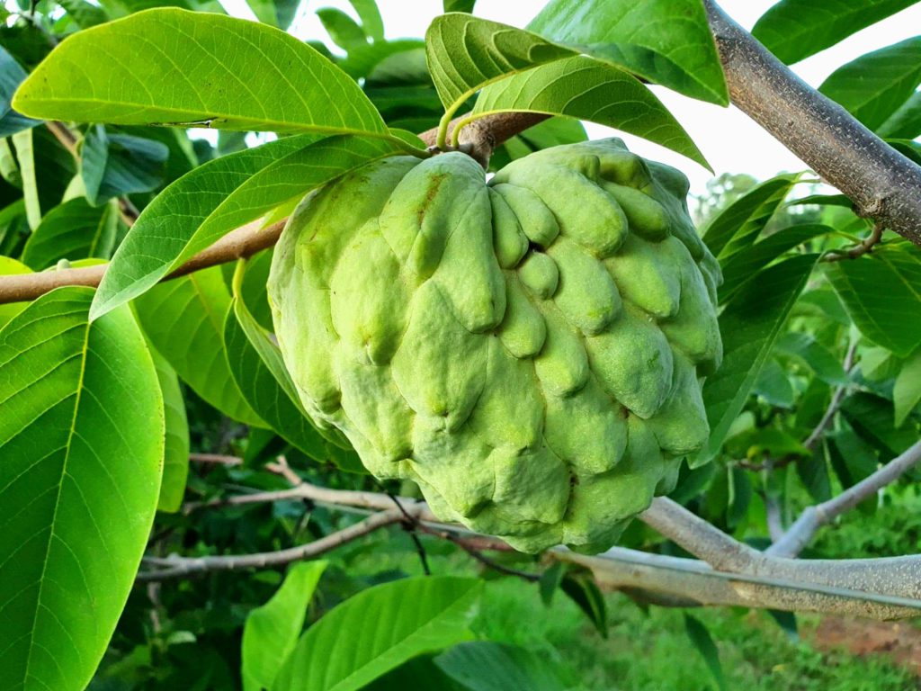 Season availability of Jadefruit Custard Apples